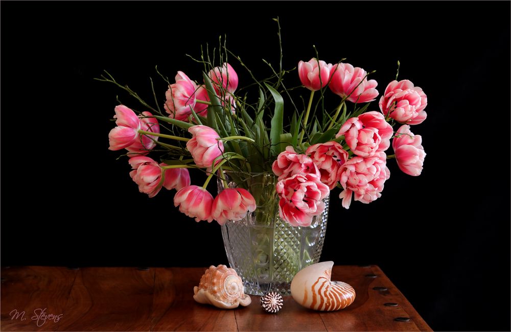 Tulipan Foto & Bild | spezial, tulpen, natur Bilder auf fotocommunity