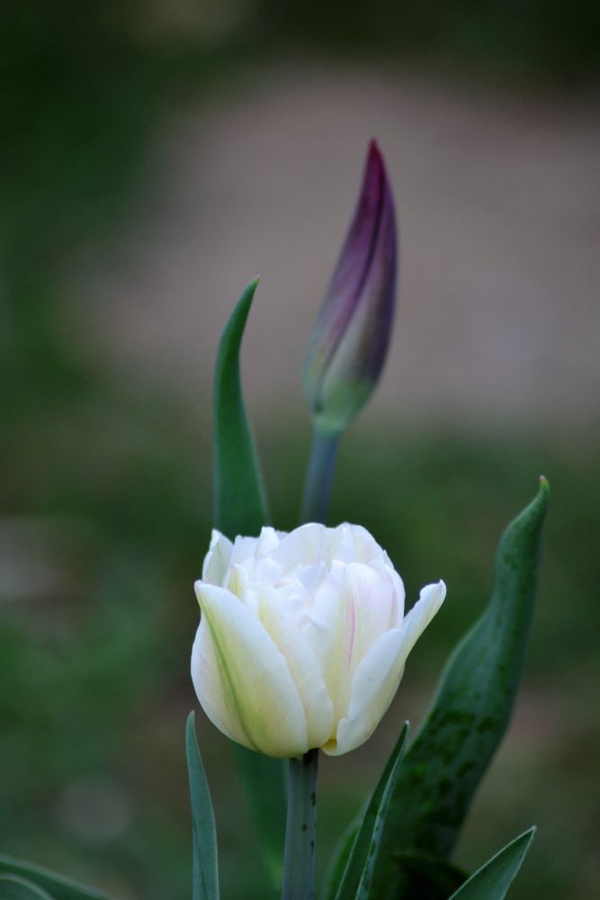 tulipe blanche photo et image | fleurs, tulipes, nature Images ...