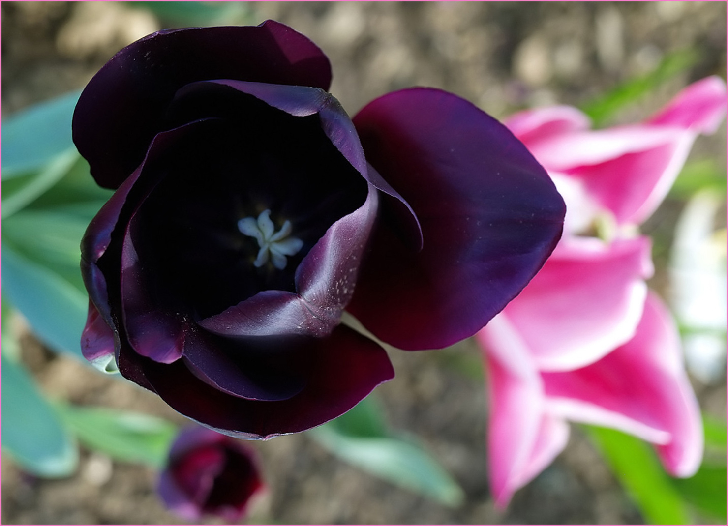Tulipe noire -- Schwarze Tulpe photo et image | fleurs, tulipes, natur ...
