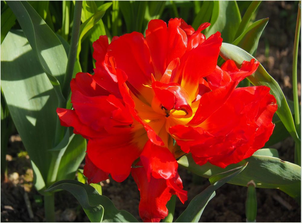 Tulipe perroquet photo et image | rot, frühling, natur Images fotocommunity