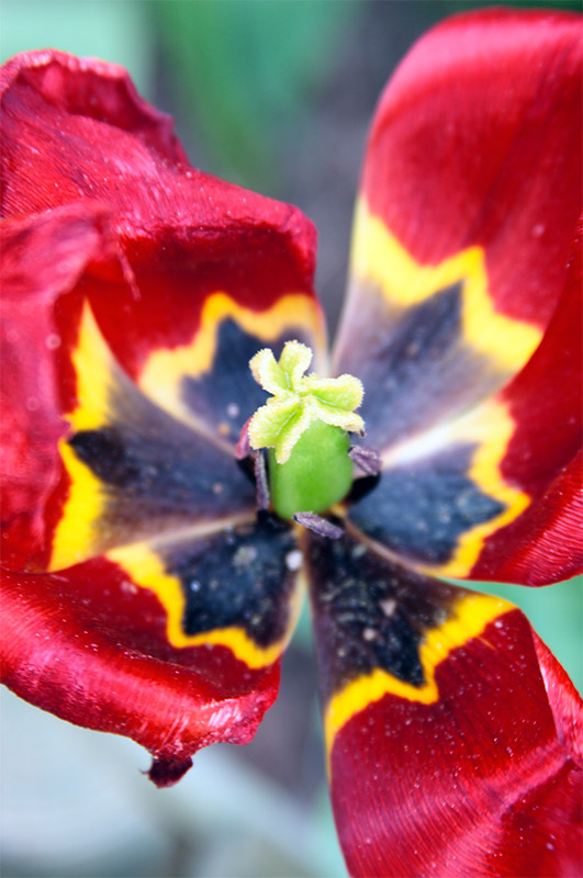 Tulipe rouge photo et image | fleurs, nature Images fotocommunity