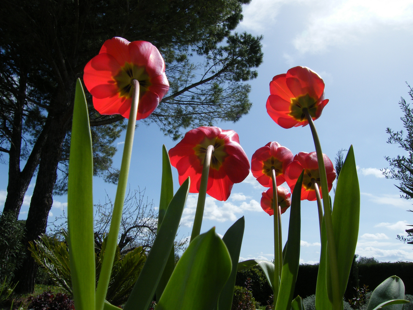 Tulipes solaires photo et image | fleurs, tulipes, nature Images ...