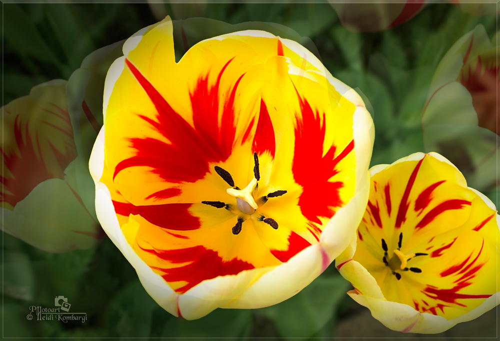 TULIP_POWER Foto & Bild | natur, pflanzen, blüten Bilder auf fotocommunity