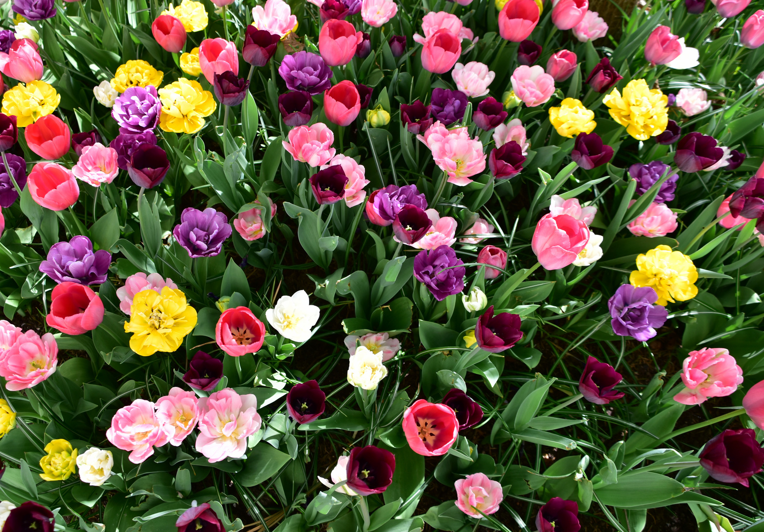 Tulips Foto & Bild | sonstiges, jahreszeiten, frühling Bilder auf fotocommunity