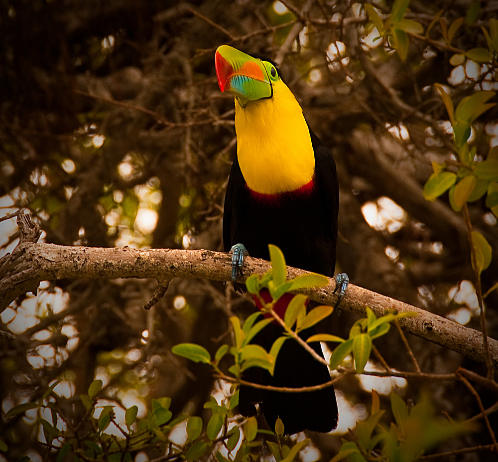 Tulkan Foto & Bild | tiere, wildlife, wild lebende vögel Bilder auf ...