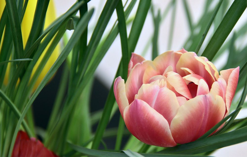 Tulpe 01IMG_2883_1_A Foto & Bild | pflanzen, pilze & flechten, blüten- & kleinpflanzen ...