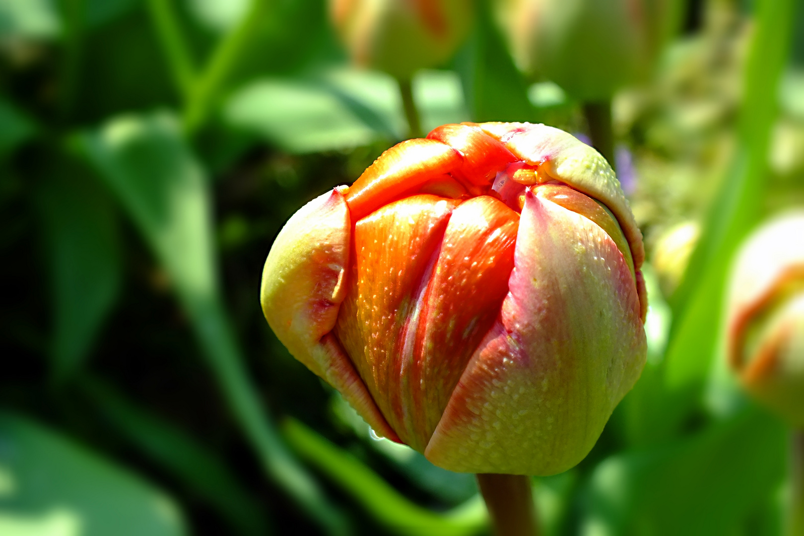 Tulpe Foto & Bild | pflanzen, pilze & flechten, blüten- & kleinpflanzen, gartenpflanzen und ...