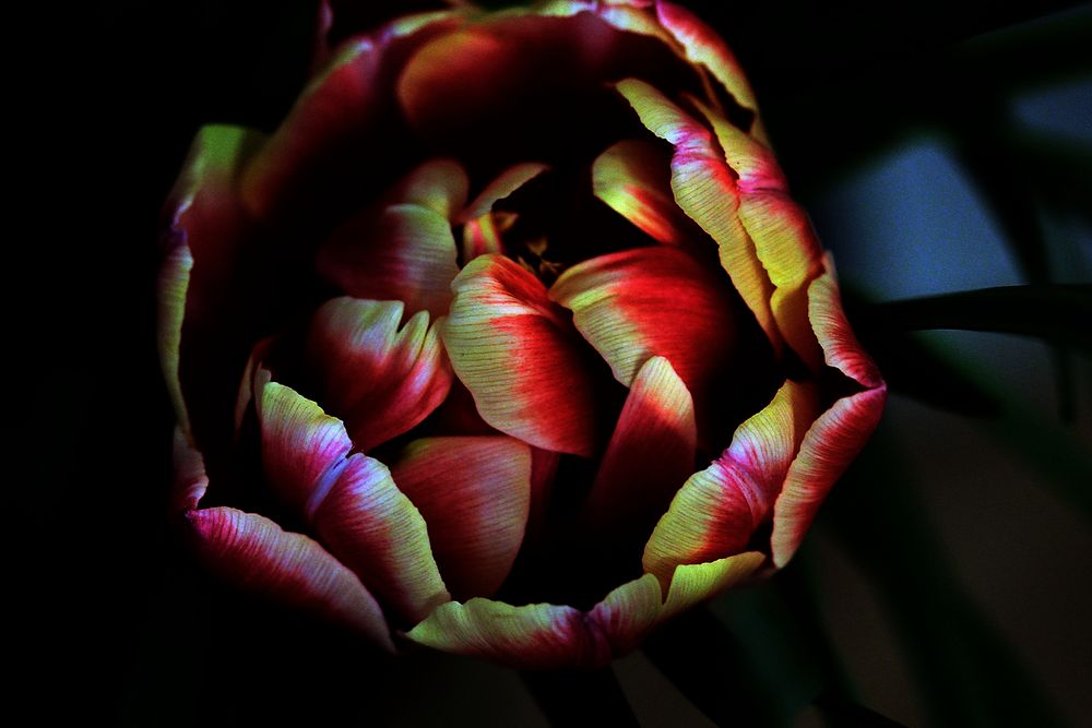 Tulpe 03IMG_2887_1_A Foto & Bild | pflanzen, pilze & flechten, blüten ...