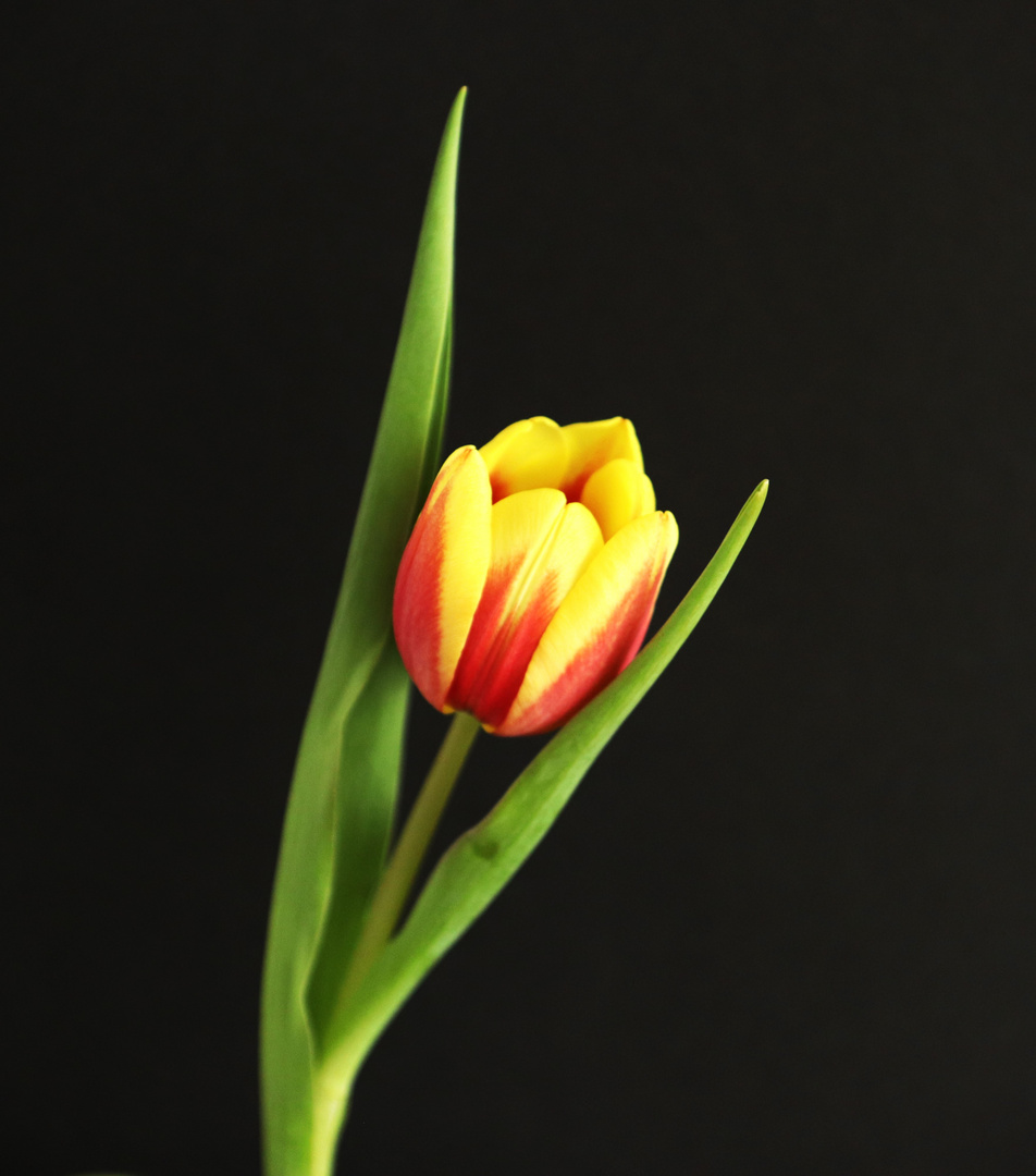 Tulpe Foto & Bild | pflanzen, tulpe, natur Bilder auf fotocommunity