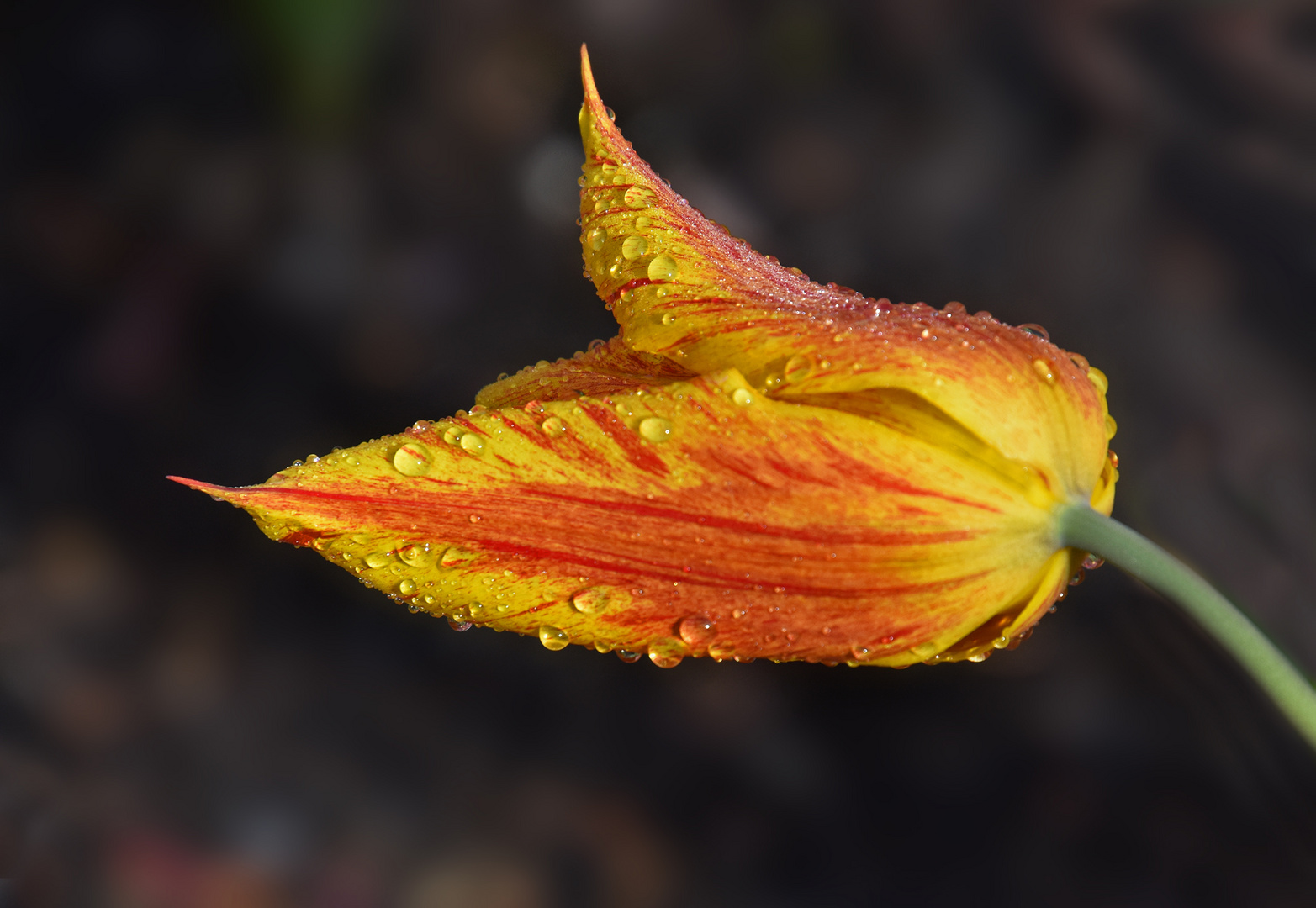 Tulpe.... Foto & Bild | world, spezial, natur Bilder auf fotocommunity