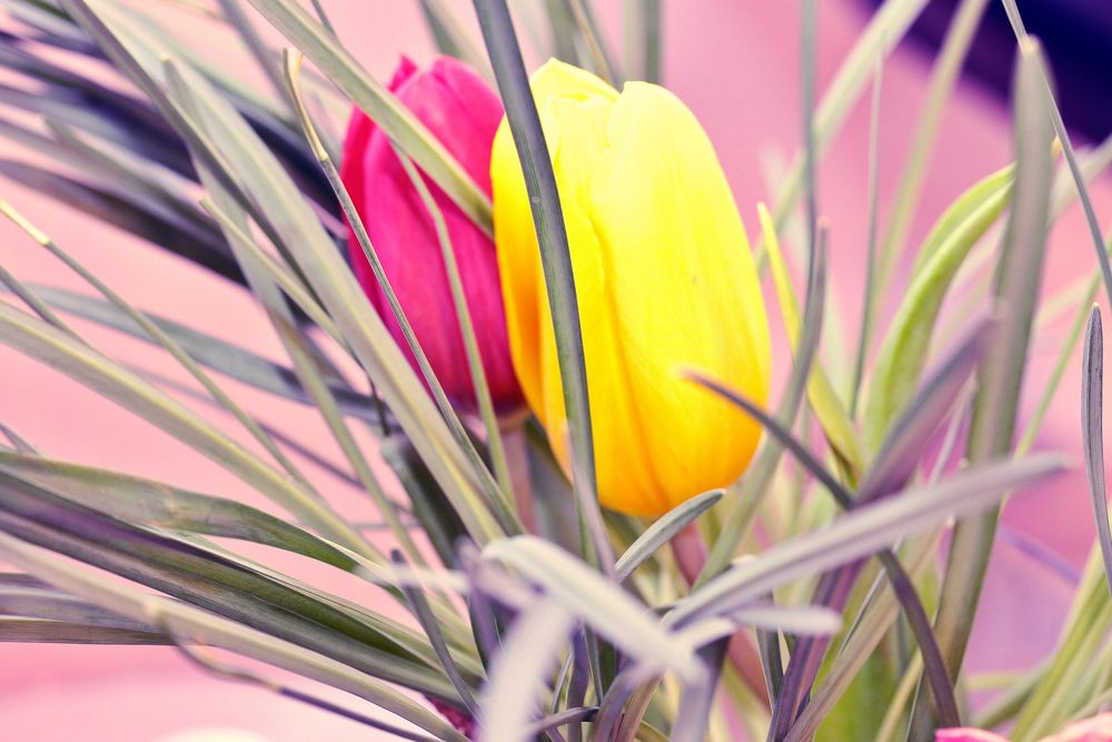 Tulpe 04IMG_2891_1 Foto & Bild | pflanzen, pilze & flechten, blüten ...