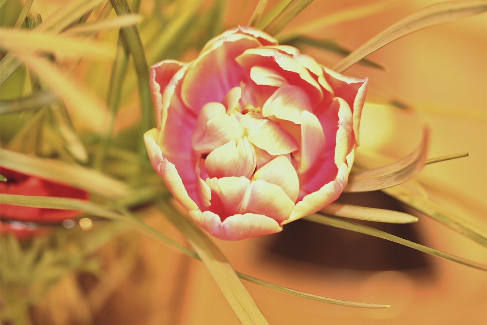 Tulpe 06IMG_2895_1 Foto & Bild | pflanzen, pilze & flechten, blüten- & kleinpflanzen ...