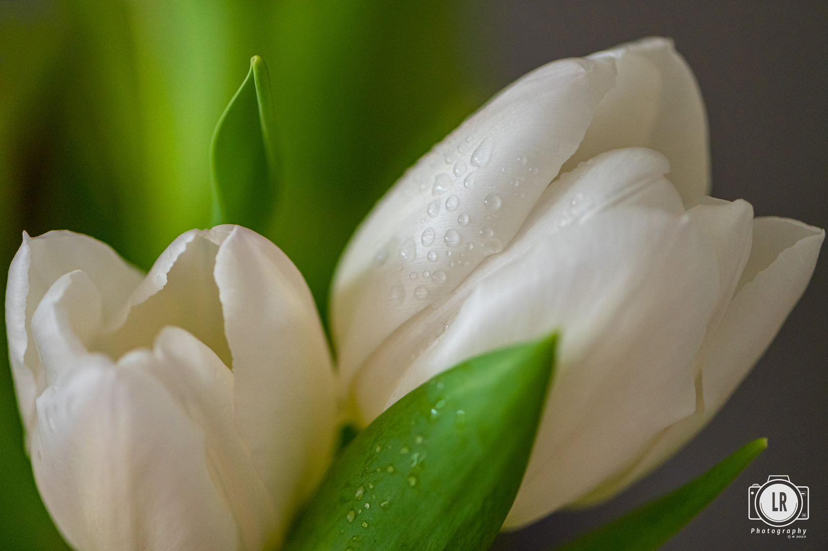 Tulpe Foto & Bild | makro, natur, blumen Bilder auf fotocommunity