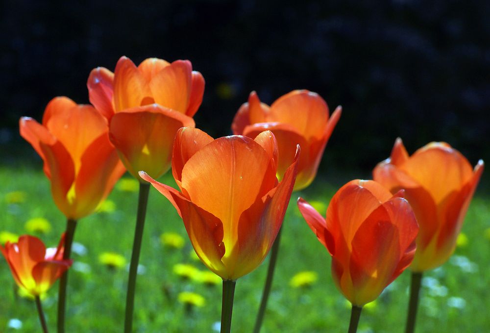 Tulpe Foto & Bild | natur u. blümchen, rot, tulpen Bilder auf fotocommunity