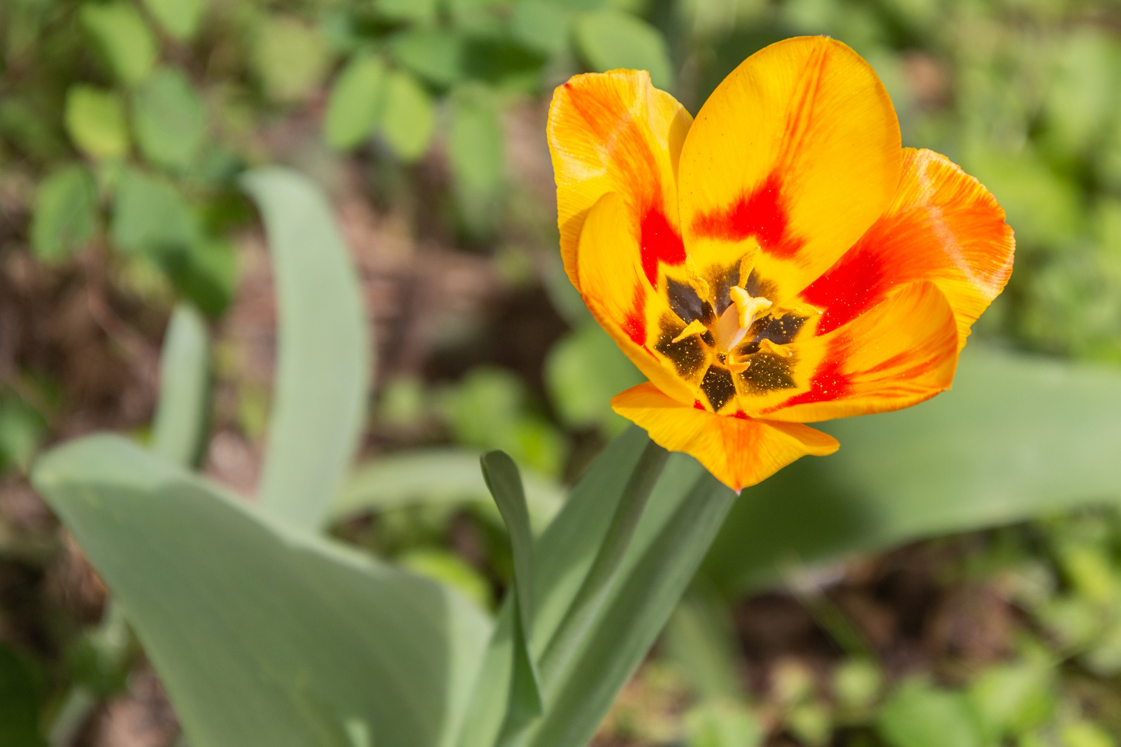 Tulpe 1 Foto & Bild | pflanzen, pilze & flechten, blüten- & kleinpflanzen, tulpen Bilder auf ...