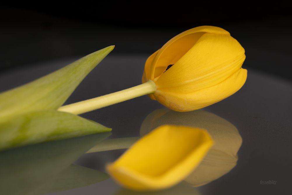 Tulpe! Foto & Bild | makro, frühling, gelb Bilder auf fotocommunity