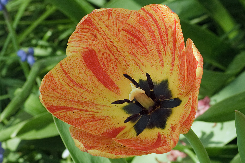 Tulpe Foto & Bild | pflanzen, pilze & flechten, blüten- & kleinpflanzen, gartenpflanzen und ...