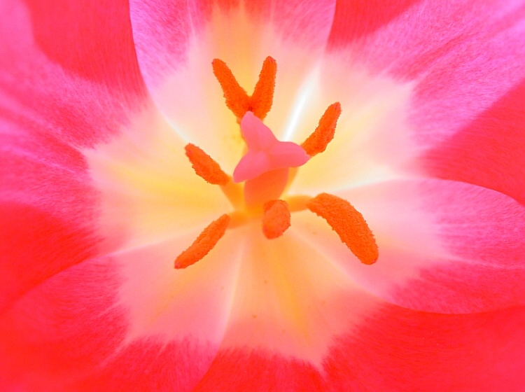 Tulpe Foto & Bild | pflanzen, pilze & flechten, natur Bilder auf ...