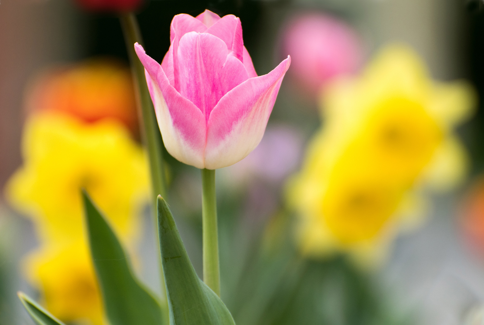Tulpe Foto & Bild | pflanzen, pilze & flechten, blüten- & kleinpflanzen, jahreszeiten Bilder auf ...