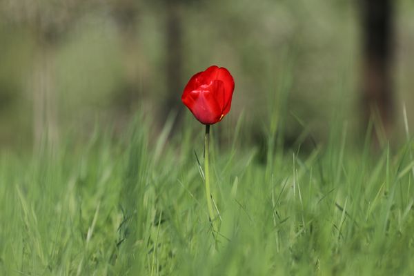 Frühling Bilder & Fotos