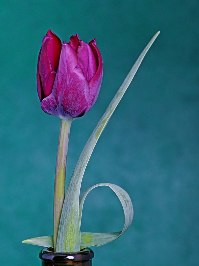 Tulpe Foto & Bild | stillleben, tabletop, natur-kreativ Bilder auf fotocommunity