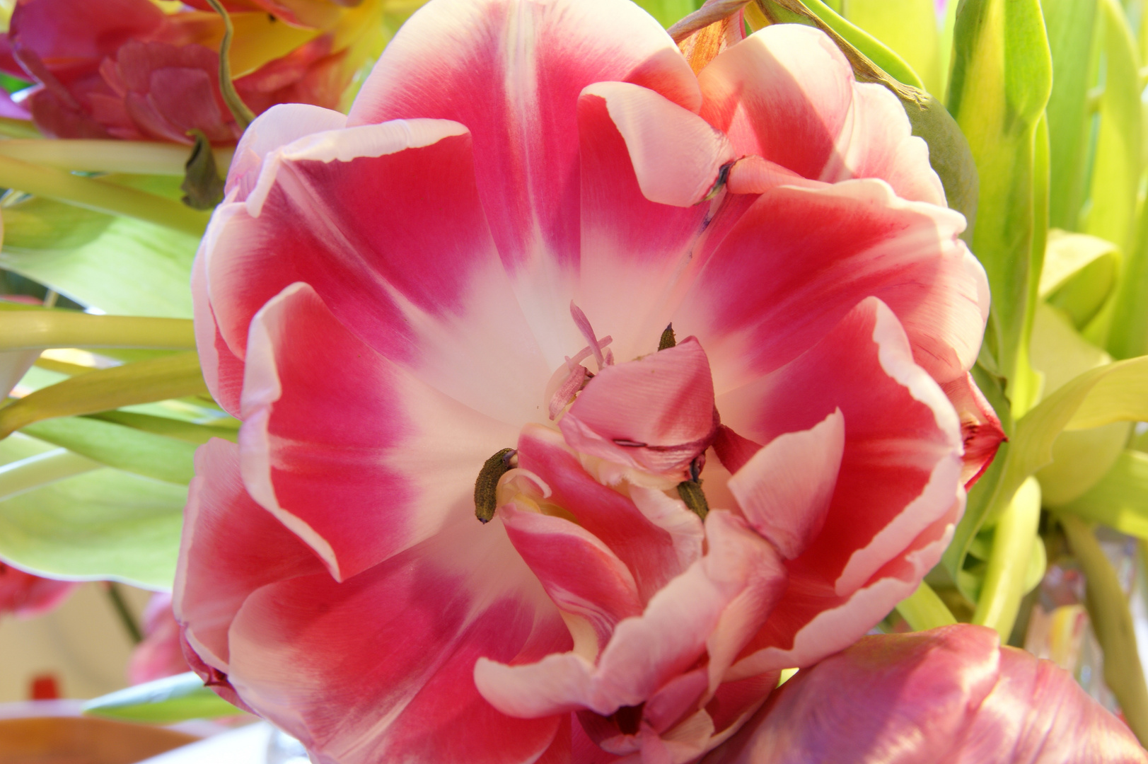 Tulpe Foto & Bild | pflanzen, pilze & flechten, blüten- & kleinpflanzen ...