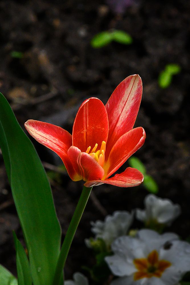 Tulpe Foto & Bild | fotos, natur, landschaft Bilder auf fotocommunity