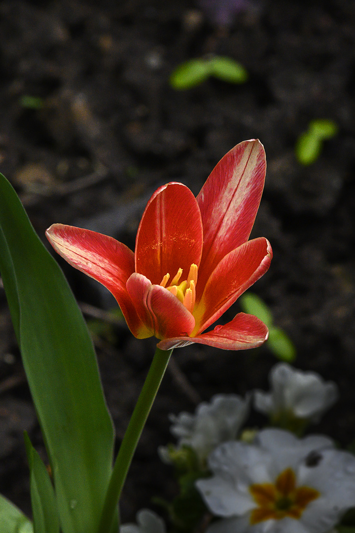 Tulpe Foto & Bild | fotos, natur, landschaft Bilder auf fotocommunity