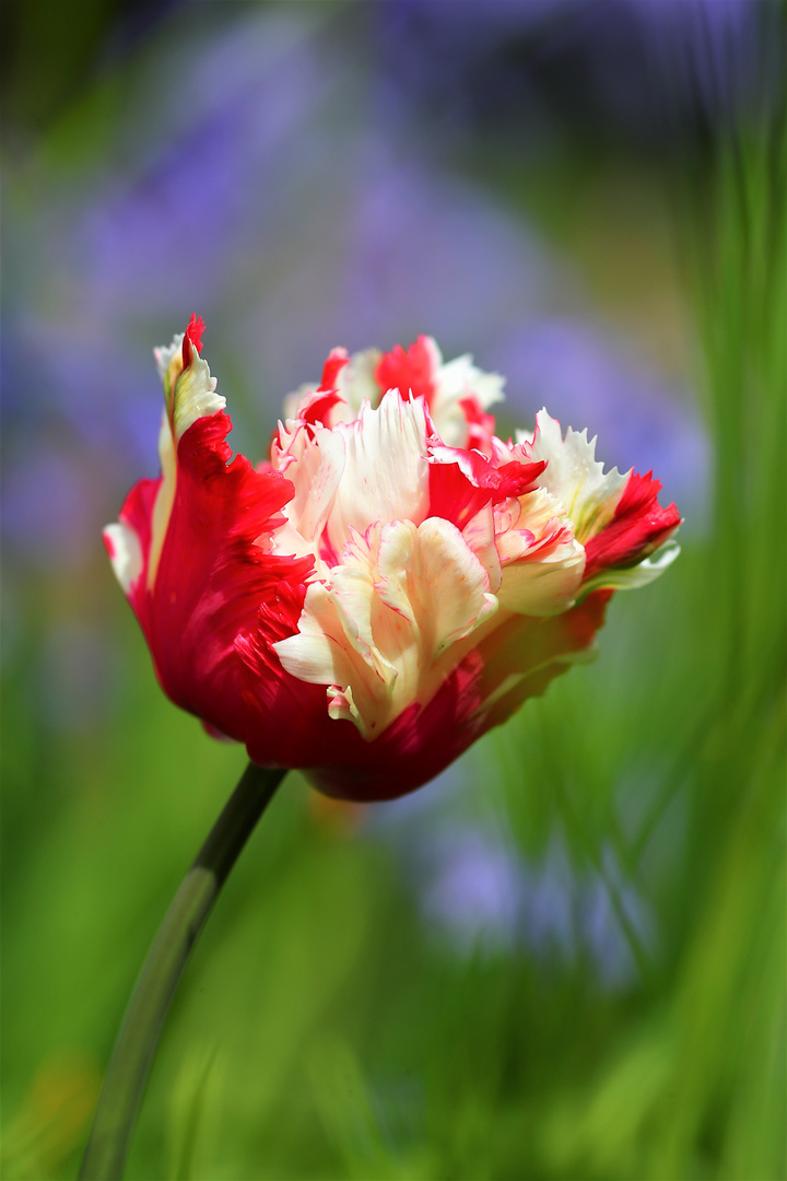 Tulpe Foto & Bild | pflanzen, pilze & flechten, blüten- & kleinpflanzen, im garten Bilder auf ...