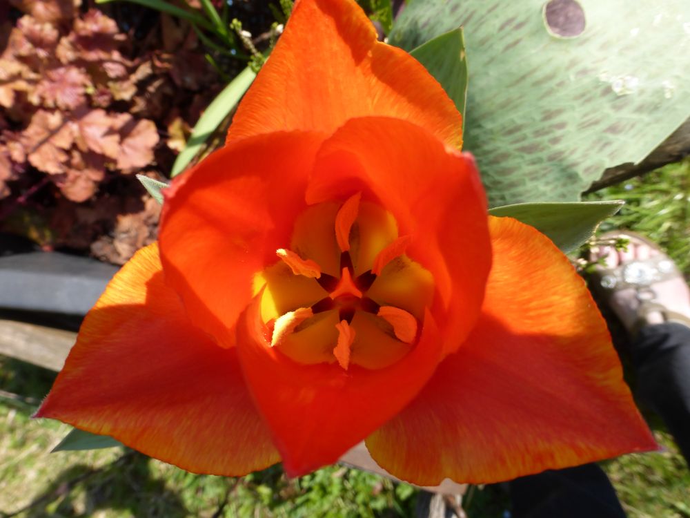 Tulpe Foto & Bild | pflanzen, pilze & flechten, blüten- & kleinpflanzen, tulpen Bilder auf ...