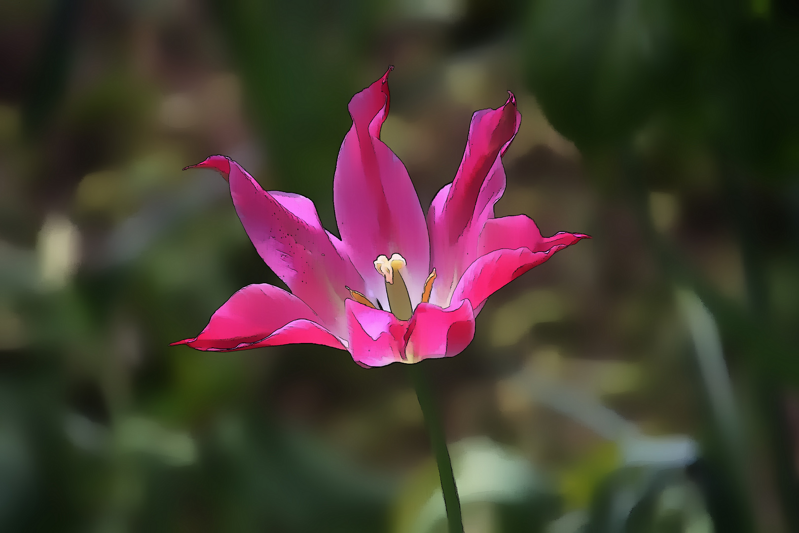 Tulpe Foto & Bild | landschaft, pflanzen, blüten Bilder auf fotocommunity