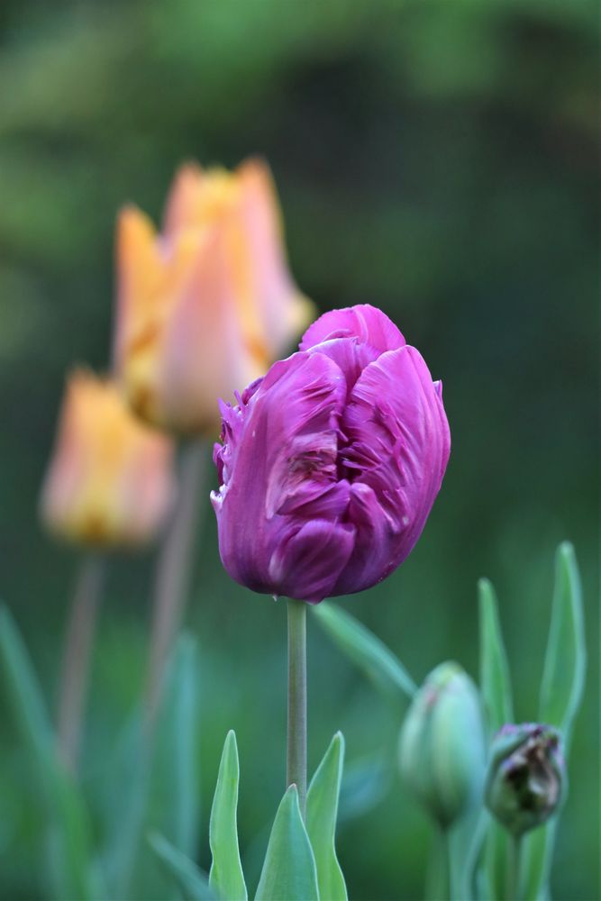 Tulpe Foto & Bild | pflanzen, pilze & flechten, blüten- & kleinpflanzen, im garten Bilder auf ...