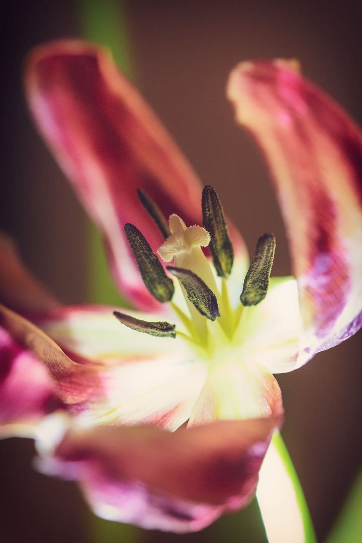 Tulpe Foto & Bild | flower, tulpen, natur Bilder auf fotocommunity