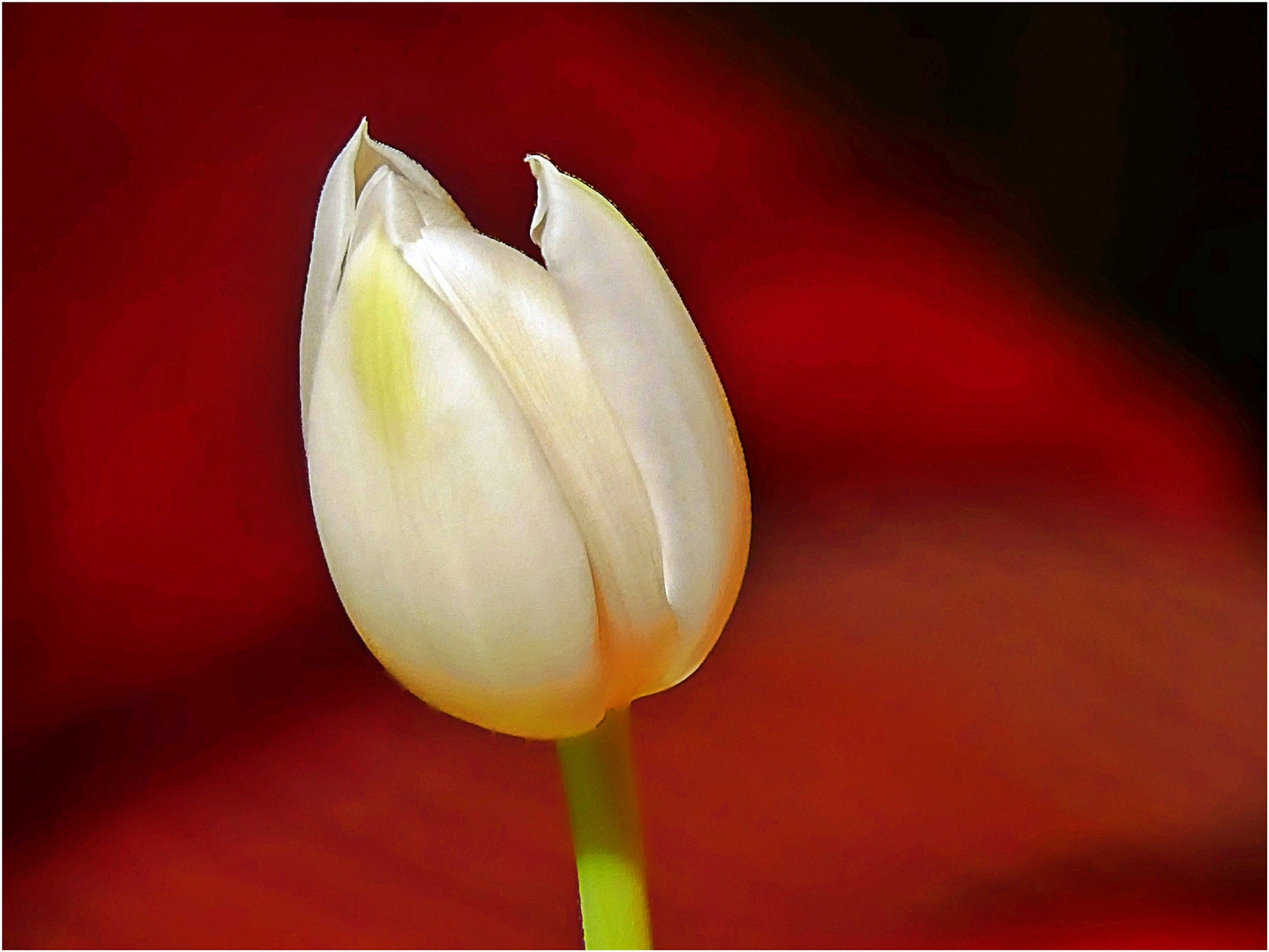 Tulpe Foto & Bild | natur, kleinpflanzen, gartenpflanzen frühblüher tulpen Bilder auf fotocommunity