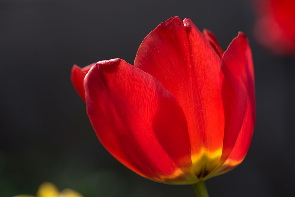 tulpe Foto & Bild | tulpen, natur, nahaufnahme Bilder auf fotocommunity