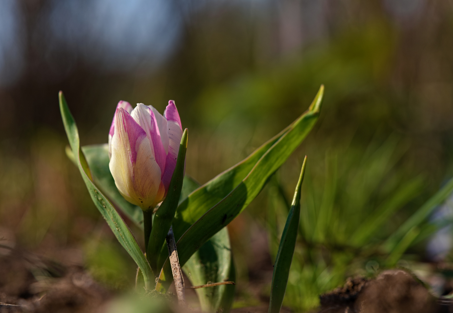 Tulpe Foto & Bild | pflanzen, pilze & flechten, blüten- & kleinpflanzen, jahreszeiten Bilder auf ...
