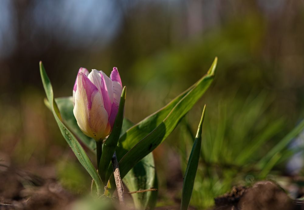 Tulpe Foto & Bild | pflanzen, pilze & flechten, blüten- & kleinpflanzen, jahreszeiten Bilder auf ...