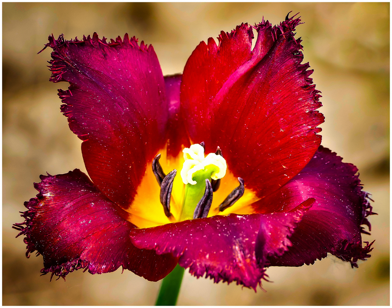 Tulpe Foto & Bild | flower, rot, tulpen Bilder auf fotocommunity