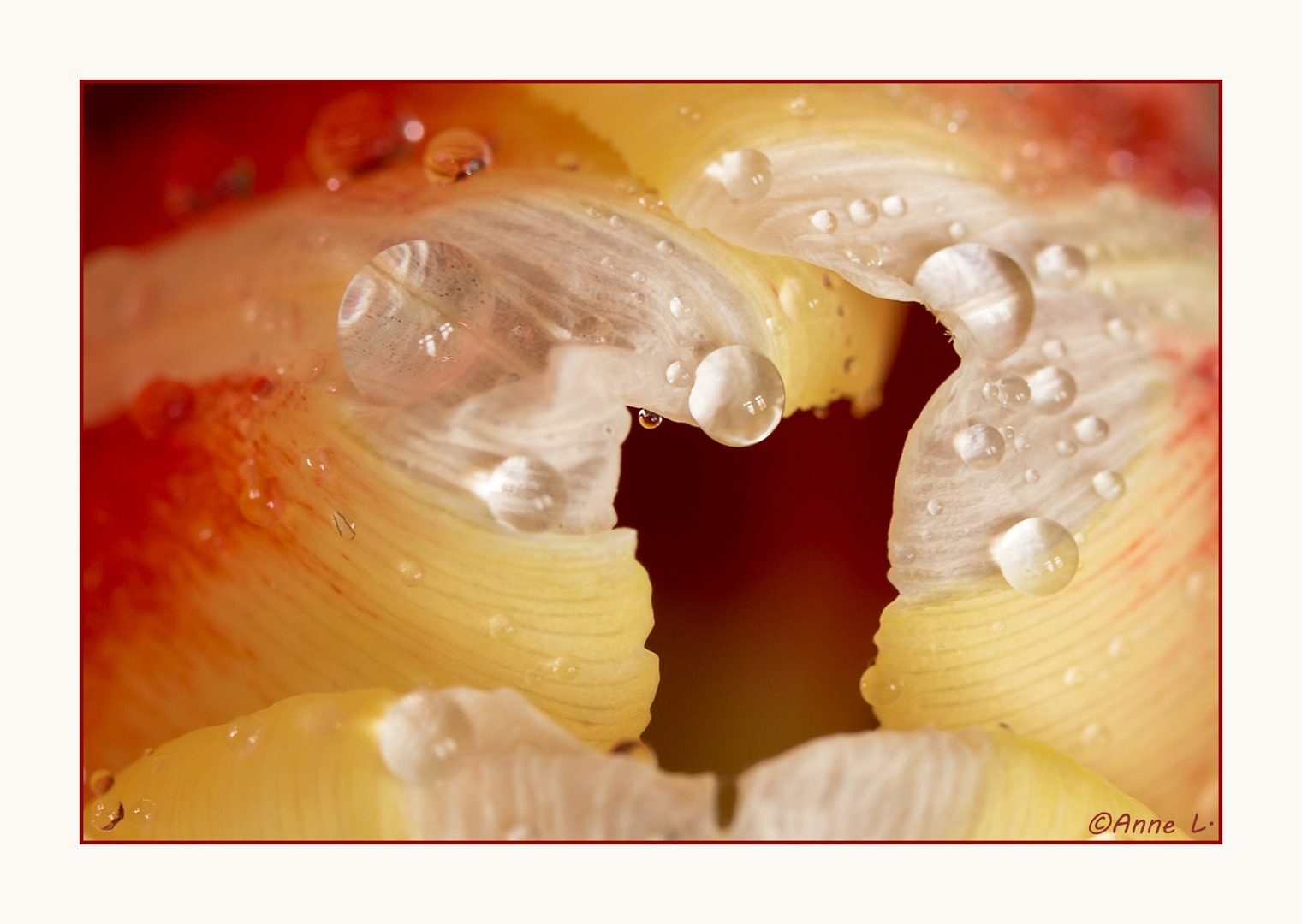 Tulpe Foto & Bild | jahreszeiten, frühling, natur Bilder auf fotocommunity