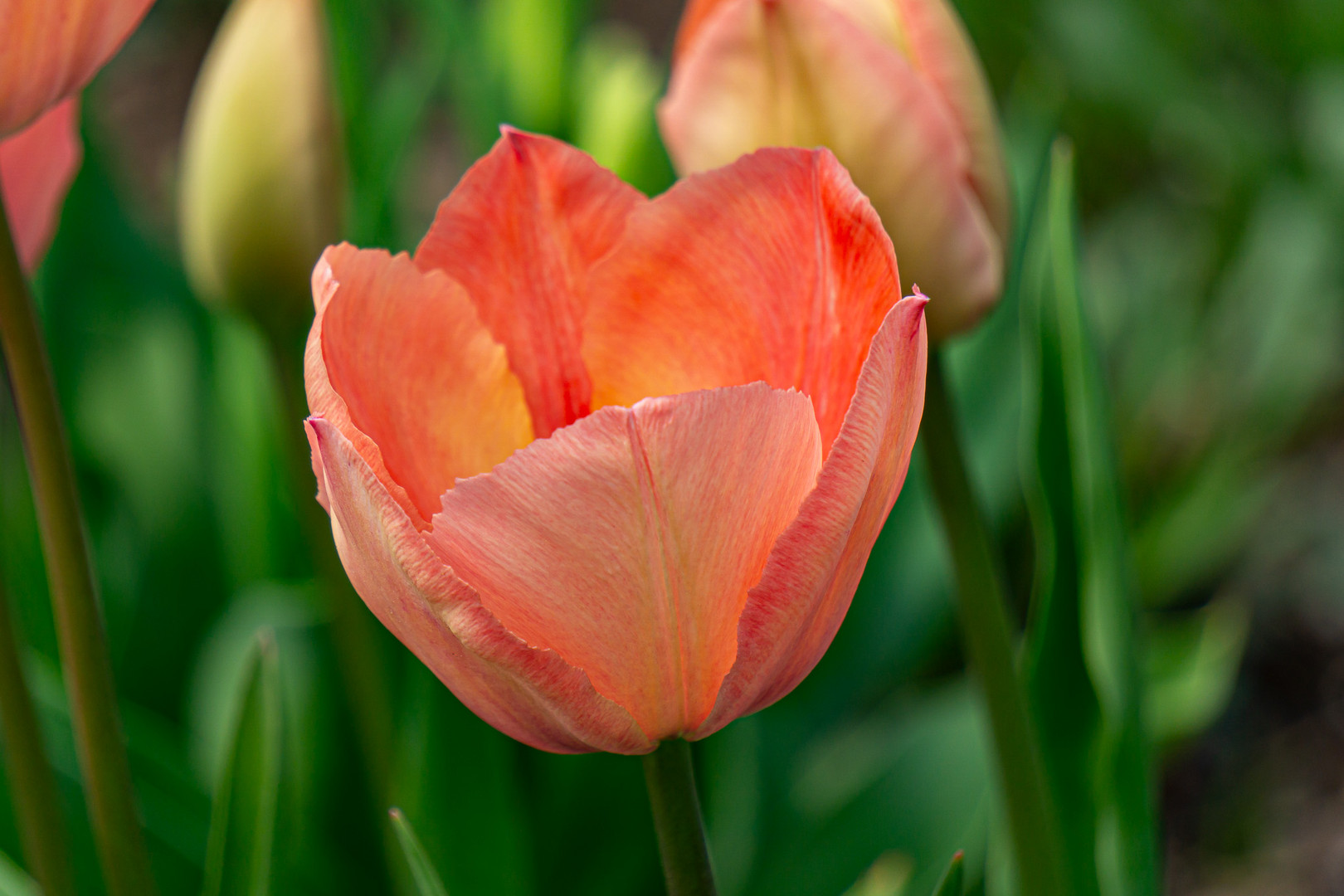 Tulpe Foto & Bild | pflanzen, pilze & flechten, blüten- & kleinpflanzen, fotos Bilder auf ...