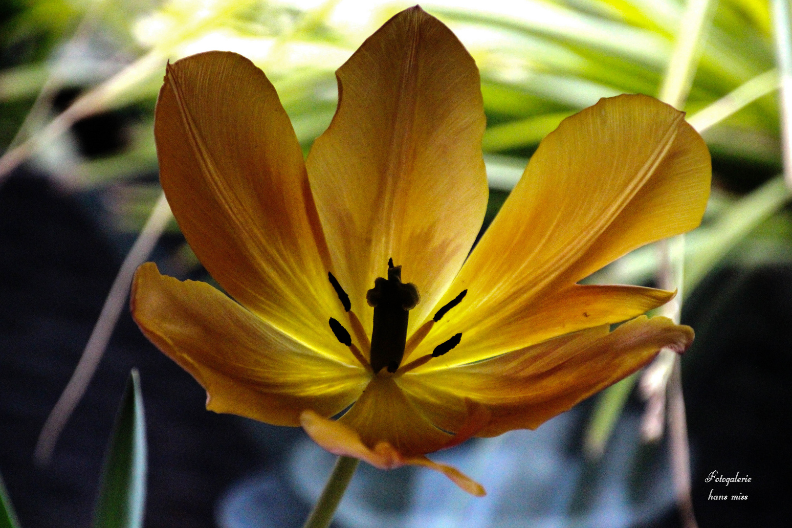 Tulpe Foto & Bild | landschaft, pflanzen, blüten Bilder auf fotocommunity