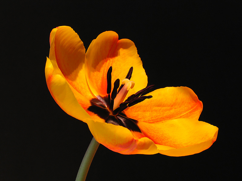 Tulpe Foto & Bild | 04 04 "frühling läßt...", archiv projekte ...