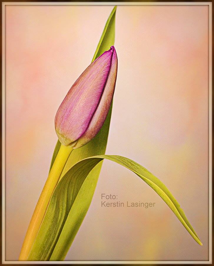 Tulpe Foto & Bild | art, frühling, natur Bilder auf fotocommunity