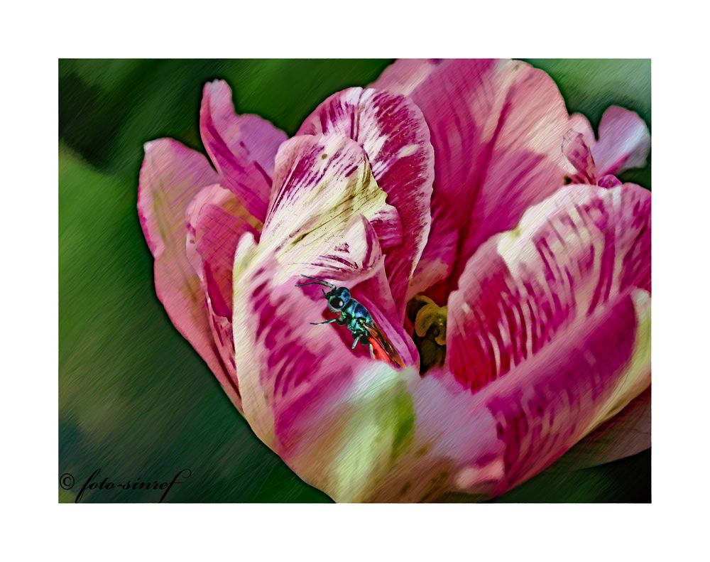 Tulpe Foto & Bild | pflanzen, pilze & flechten, blüten- & kleinpflanzen, projekte Bilder auf ...