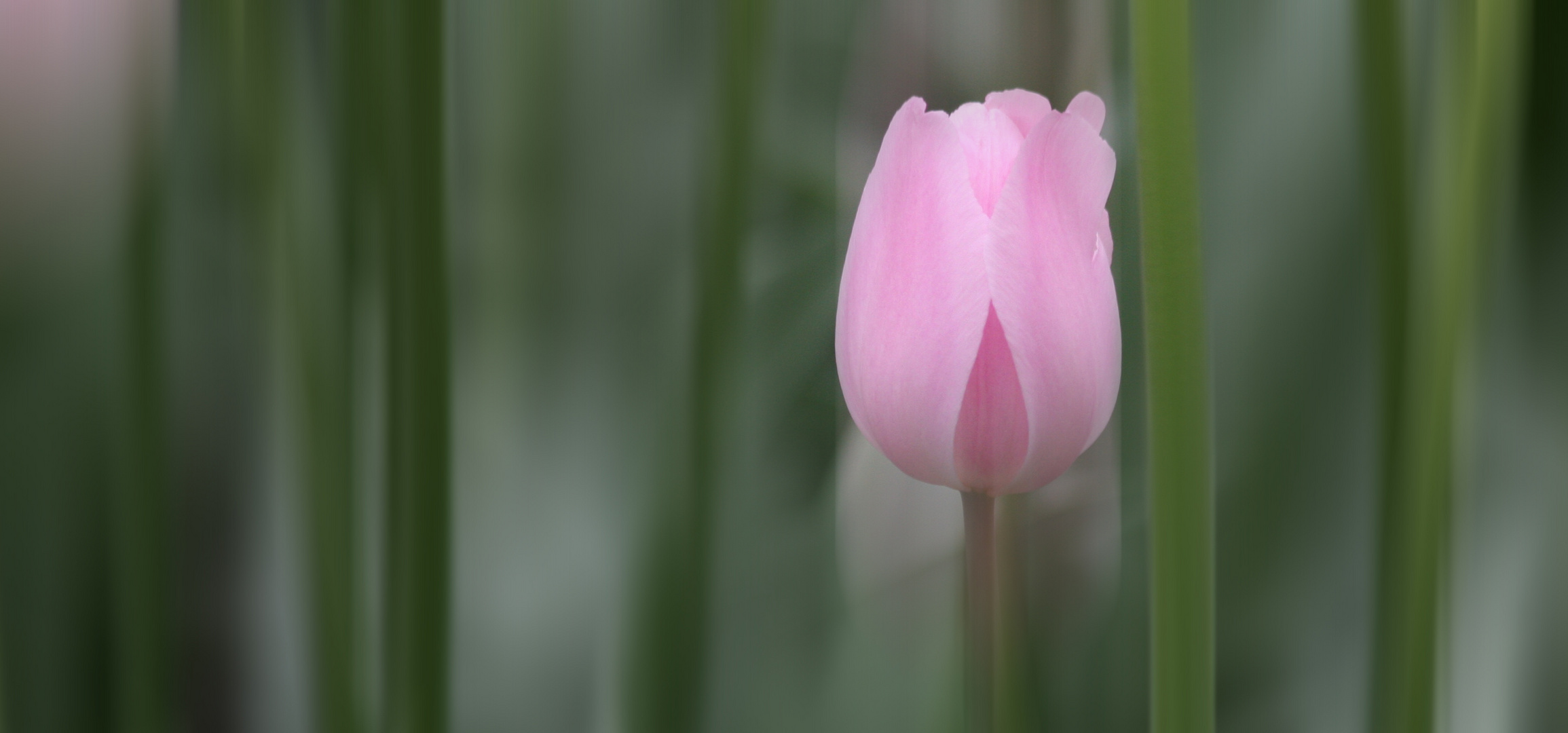 tulpe.... Foto & Bild | makro, natur, blumen Bilder auf fotocommunity