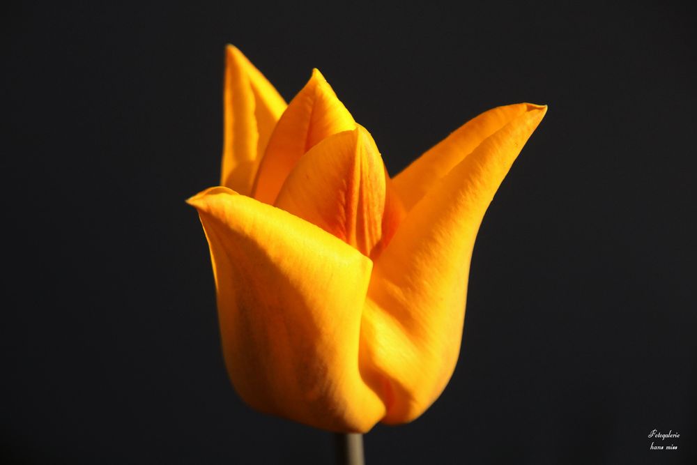 Tulpe Foto & Bild | spezial, pflanzen, blüten Bilder auf fotocommunity