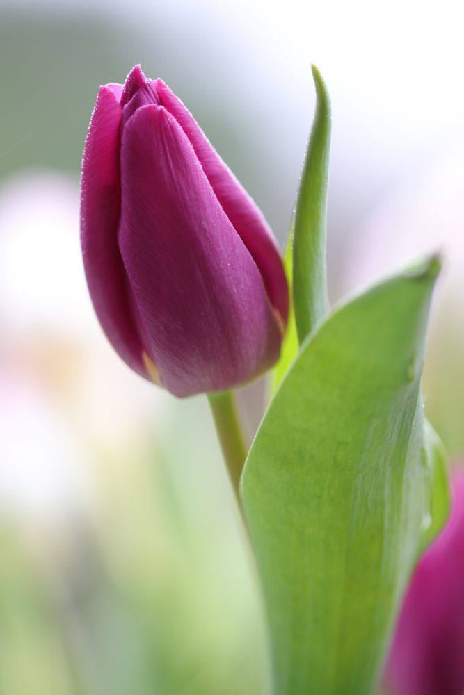 Tulpe Foto & Bild | natur, zart, blume Bilder auf fotocommunity