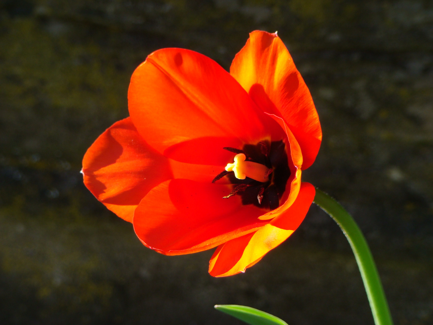 Tulpe Foto & Bild | pflanzen, pilze & flechten, blüten- & kleinpflanzen, tulpen Bilder auf ...