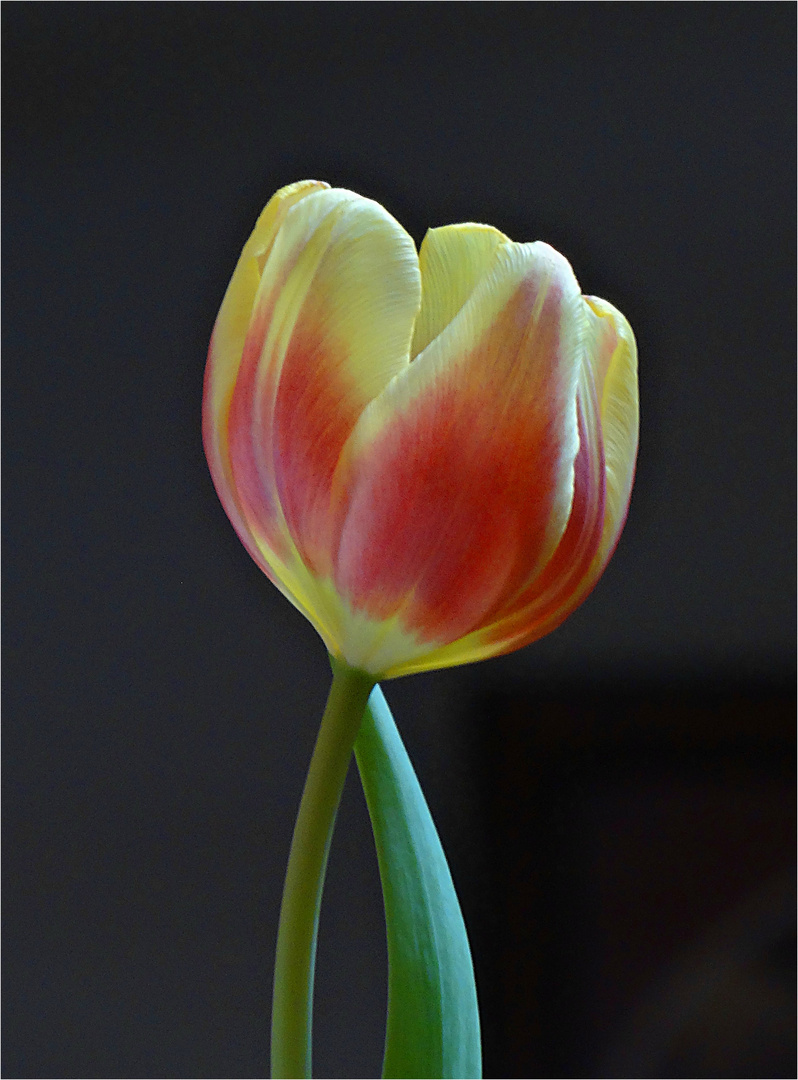 Tulpe Foto & Bild | natur Bilder auf fotocommunity