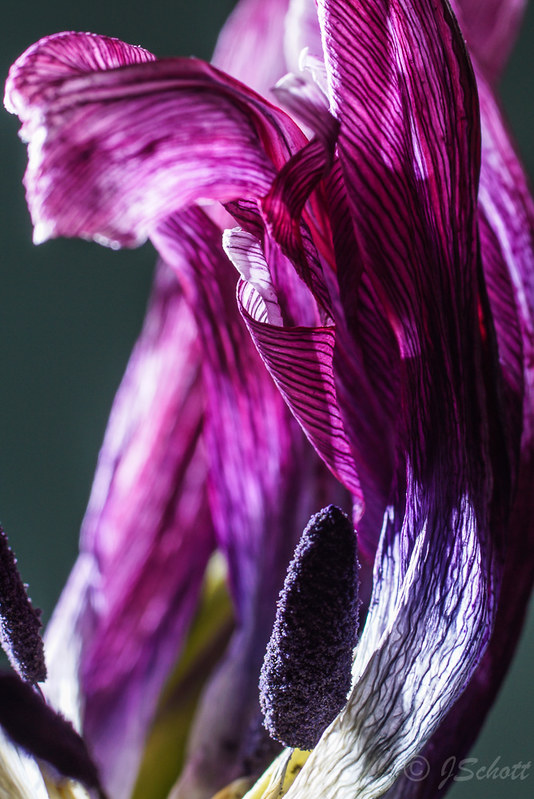 Tulpe Foto & Bild | makro, frühling, natur Bilder auf fotocommunity